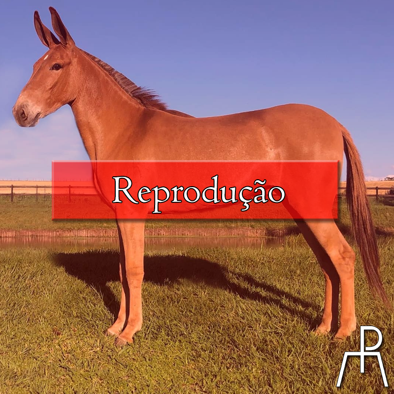 Como Nasce O Jumento - RETOEDU